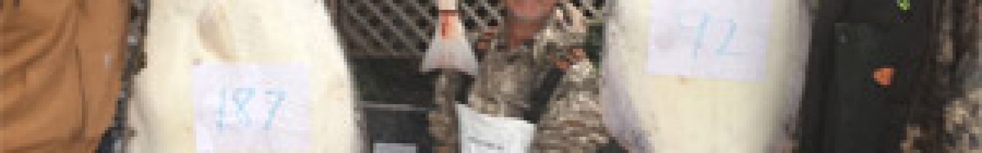 Alaska Wolf Hunting Packages | Green Rocks Lodge